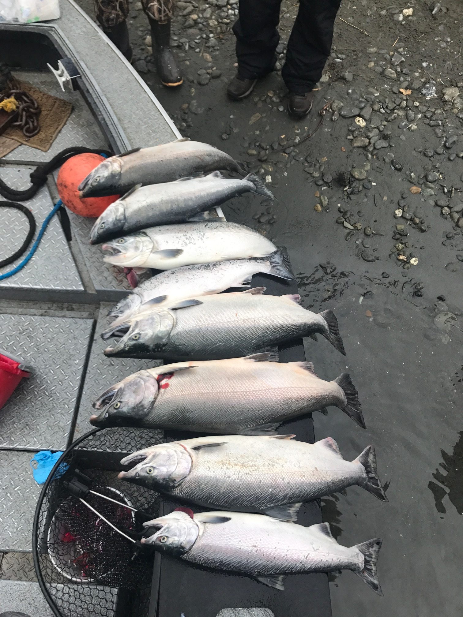 2026 Kenai River Salmon Limits - Chadwick's Fishing Guide